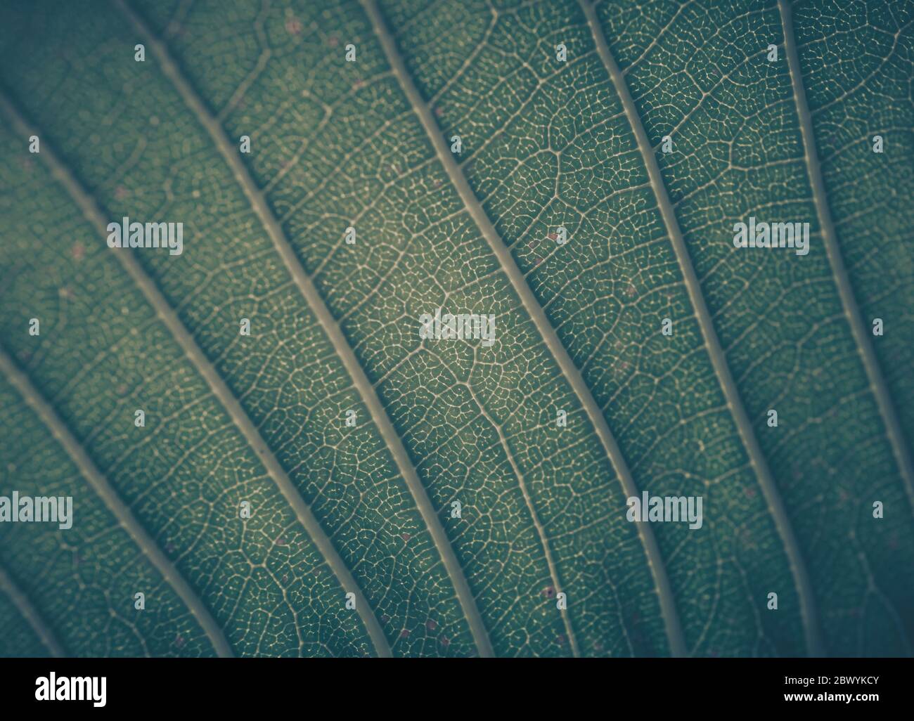 Closeup of green leaf texture; nature background Stock Photo - Alamy