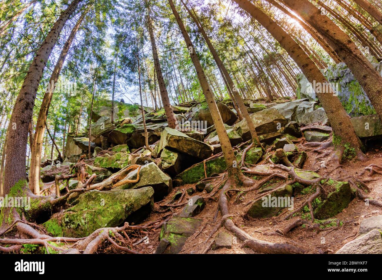 Wide fish-eye summer forest landscape photo with moss, roots, rocks and ...