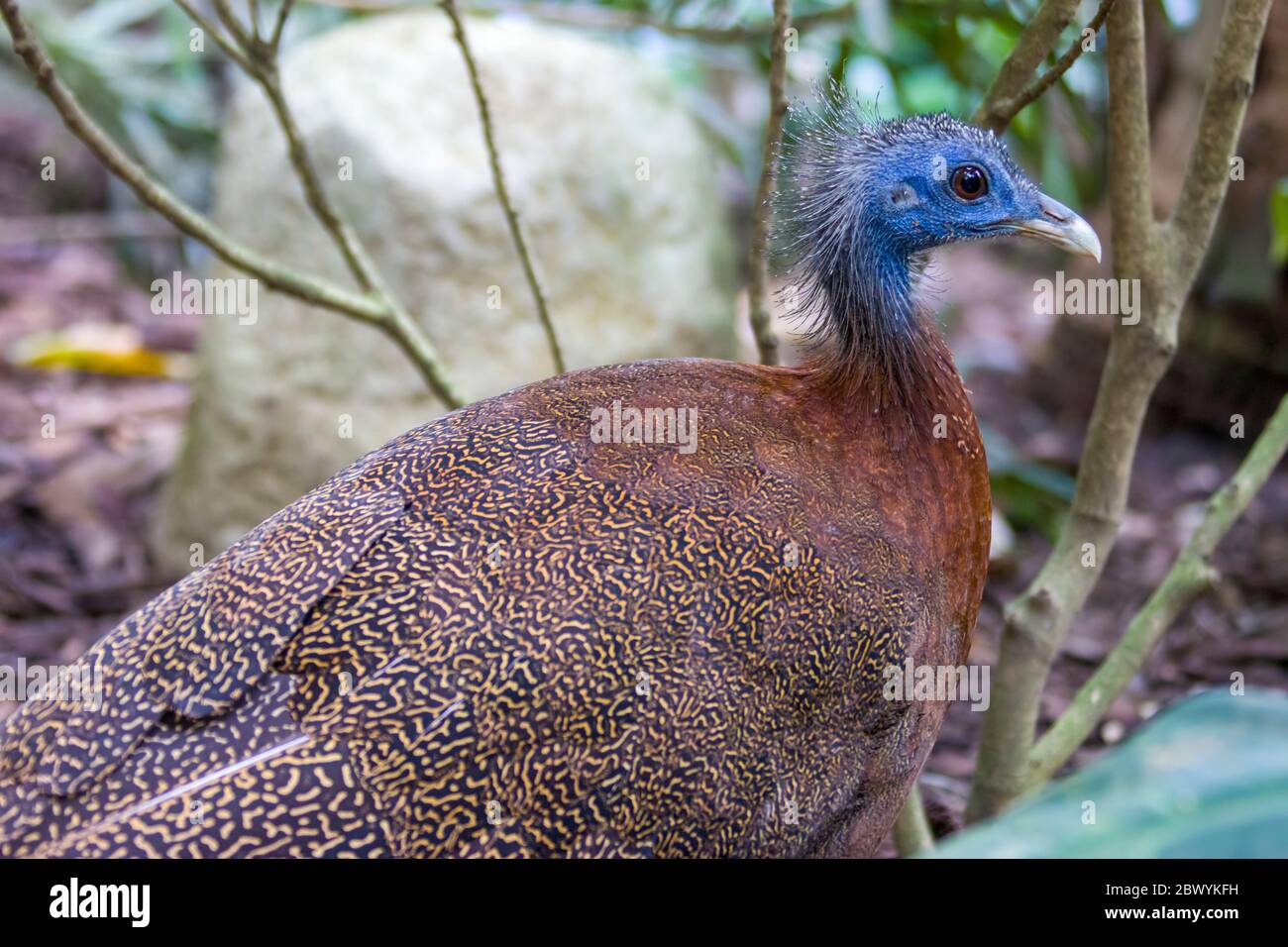 Argus argus pheasant argusianus argus hi-res stock photography and ...