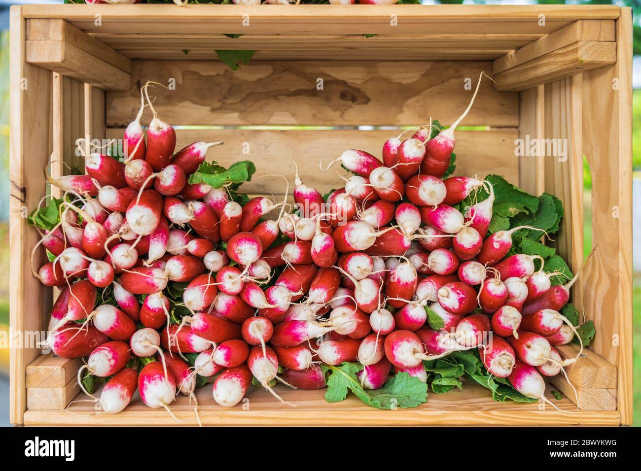 Large display of fresh ripe radishes on for sale at local farm market ...