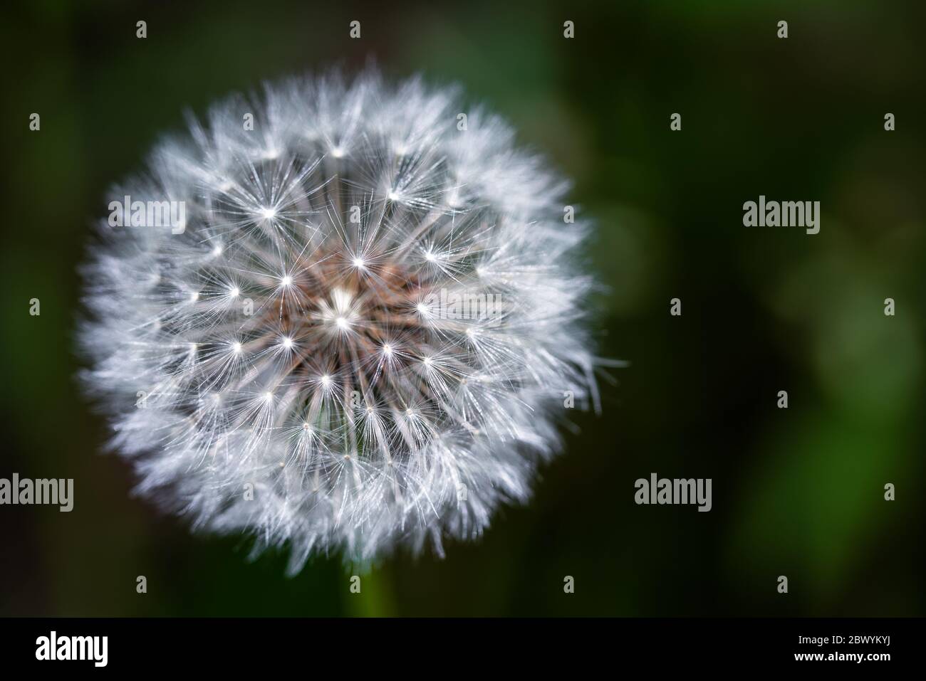 Dandelion Going to Seed Stock Photo - Alamy