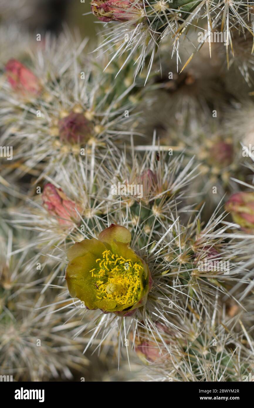 Silver Cholla, Cylindripuntia Echinocarpa, Cactaceae, native perennial ...