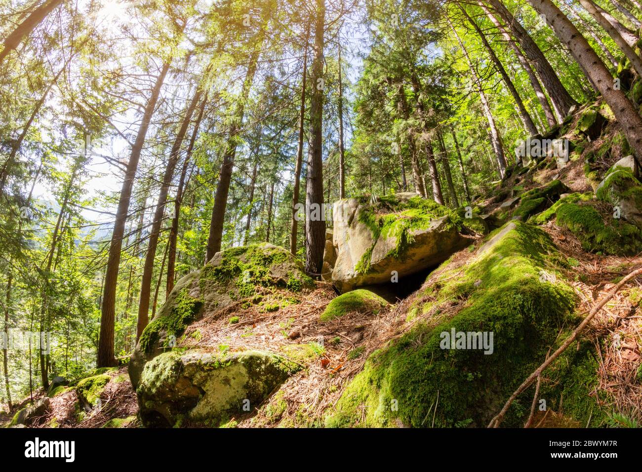 Wide fish-eye summer forest landscape photo with moss, rocks and blue ...