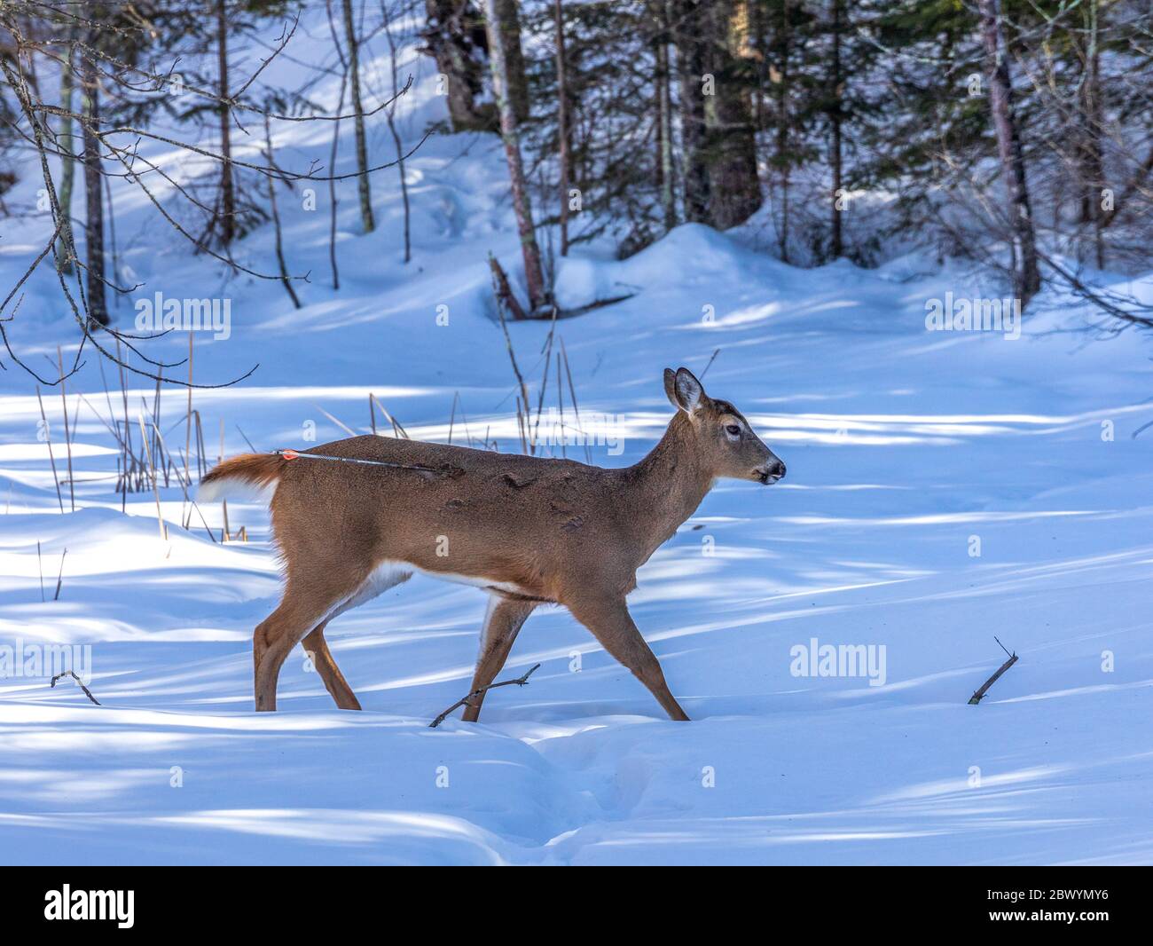 Poor placement hi-res stock photography and images - Alamy