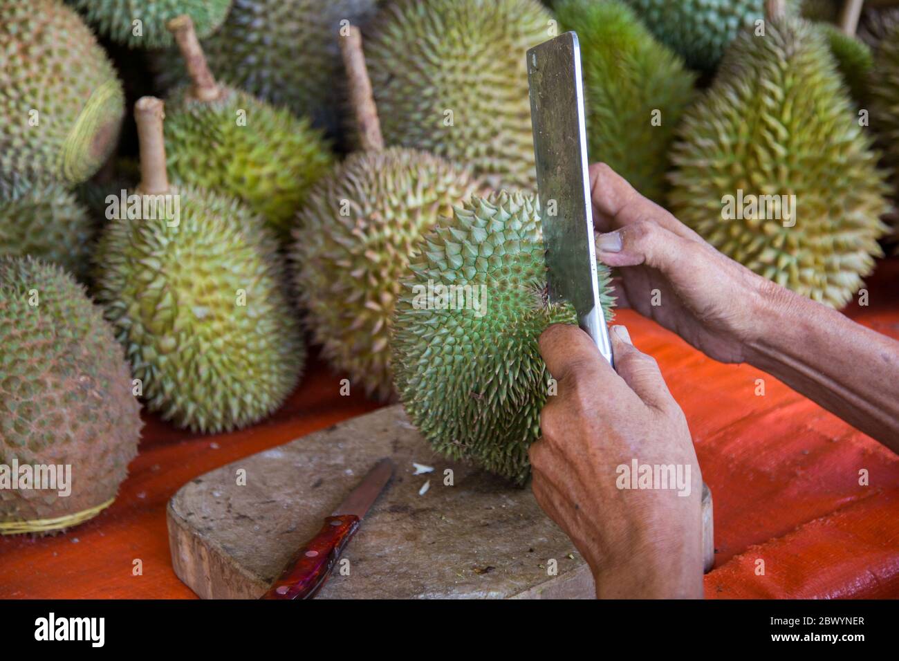 old man hand with knife open the king of fruit "DURIAN", Durian is a ...