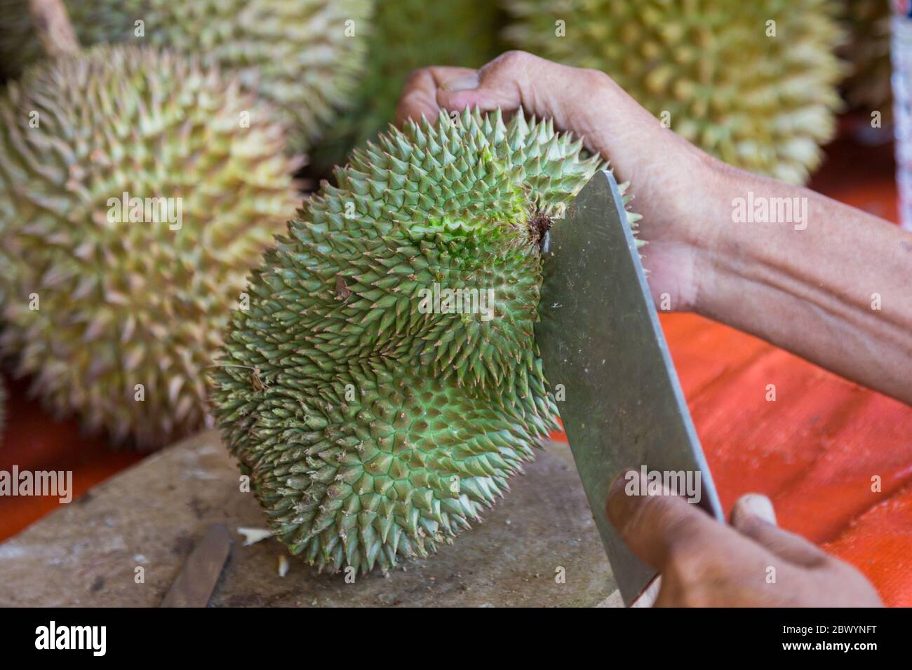 old man hand with knife open the king of fruit "DURIAN", Durian is a ...