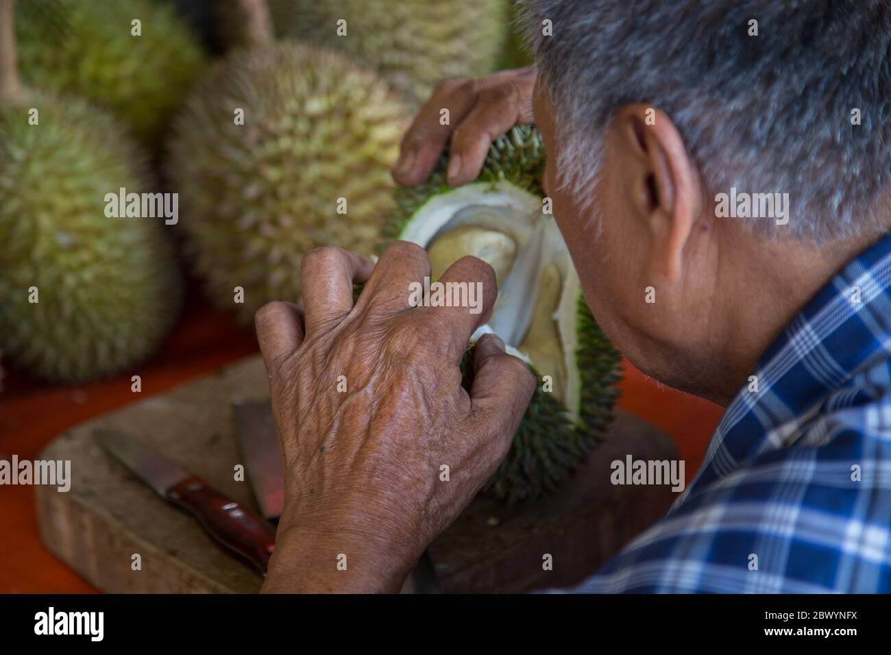 old man hand with knife open the king of fruit "DURIAN", Durian is a ...
