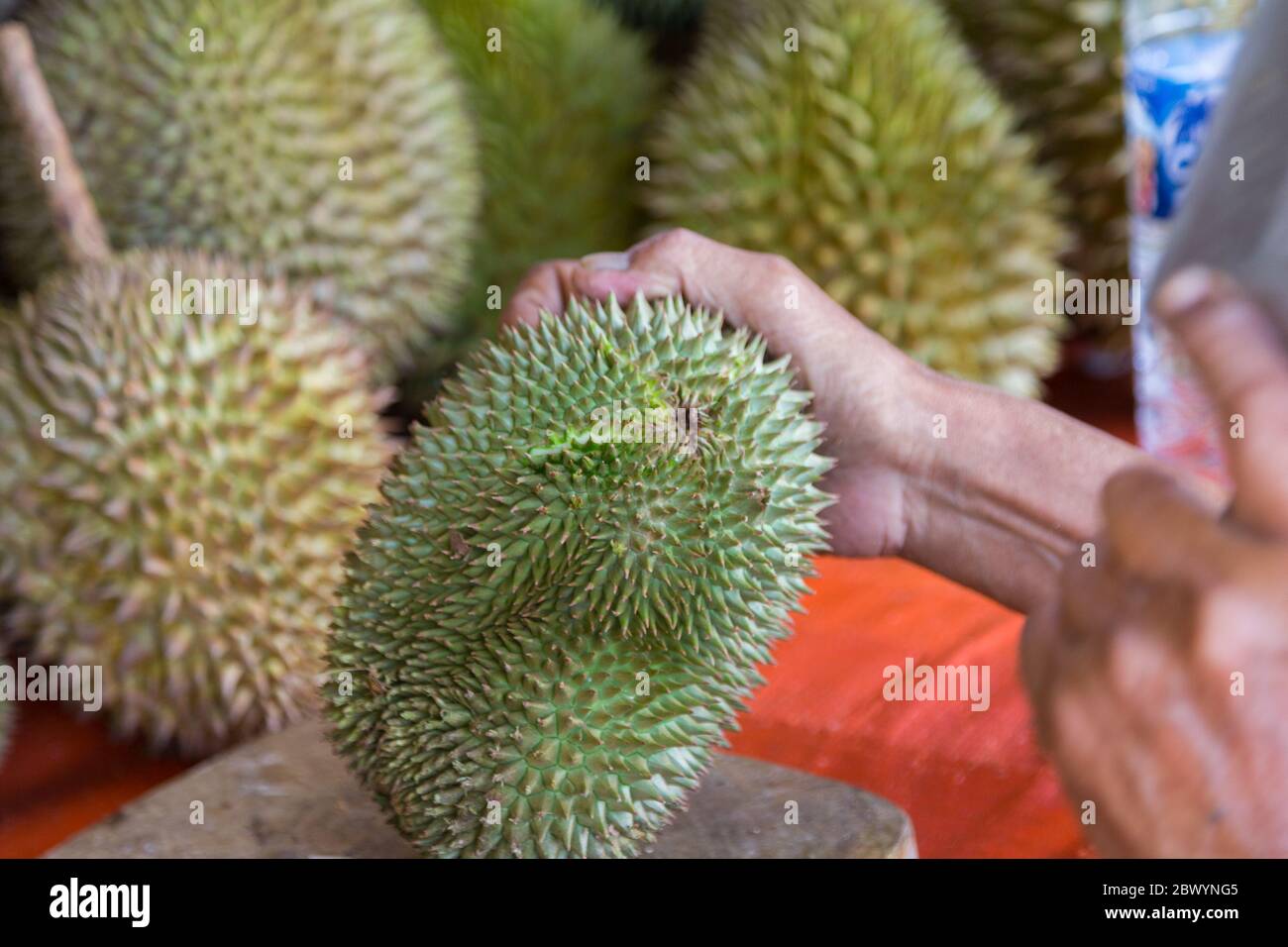 old man hand with knife open the king of fruit "DURIAN", Durian is a ...