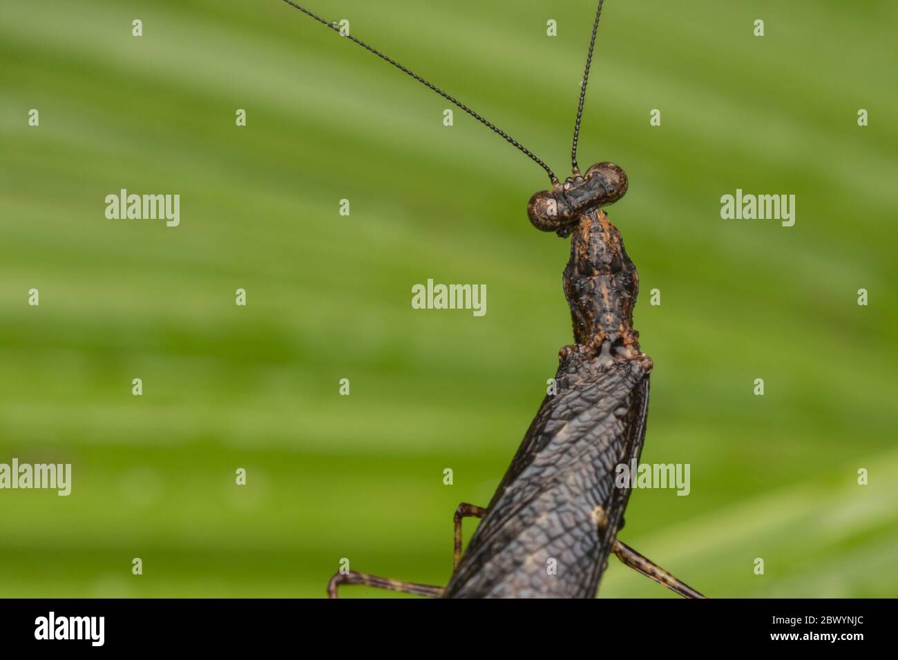 Beautiful mantis with green background at Sabah, Borneo Stock Photo - Alamy