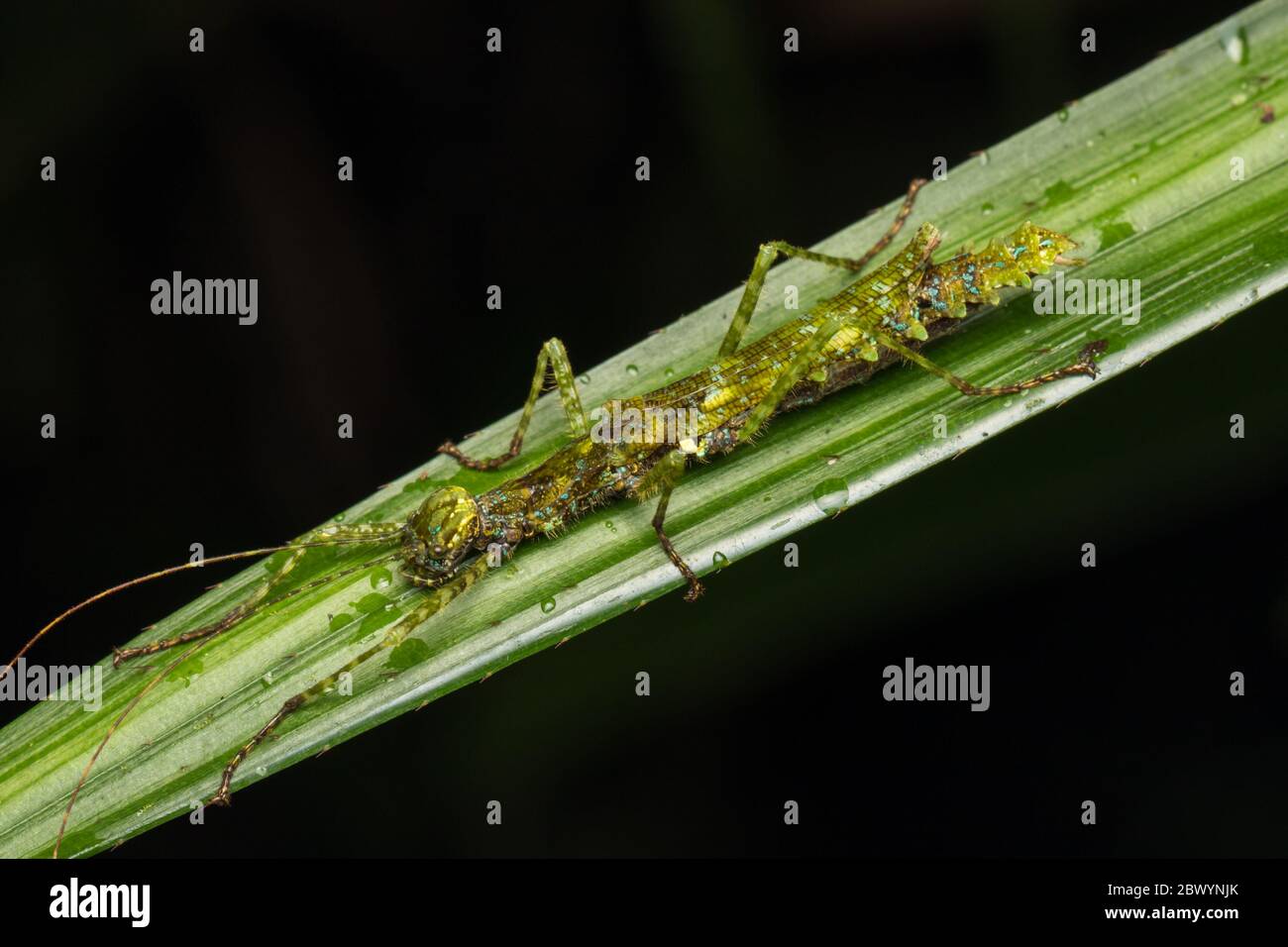 Beautiful Stick Insect of Borneo , Close-up Stick Insect of Borneo ...
