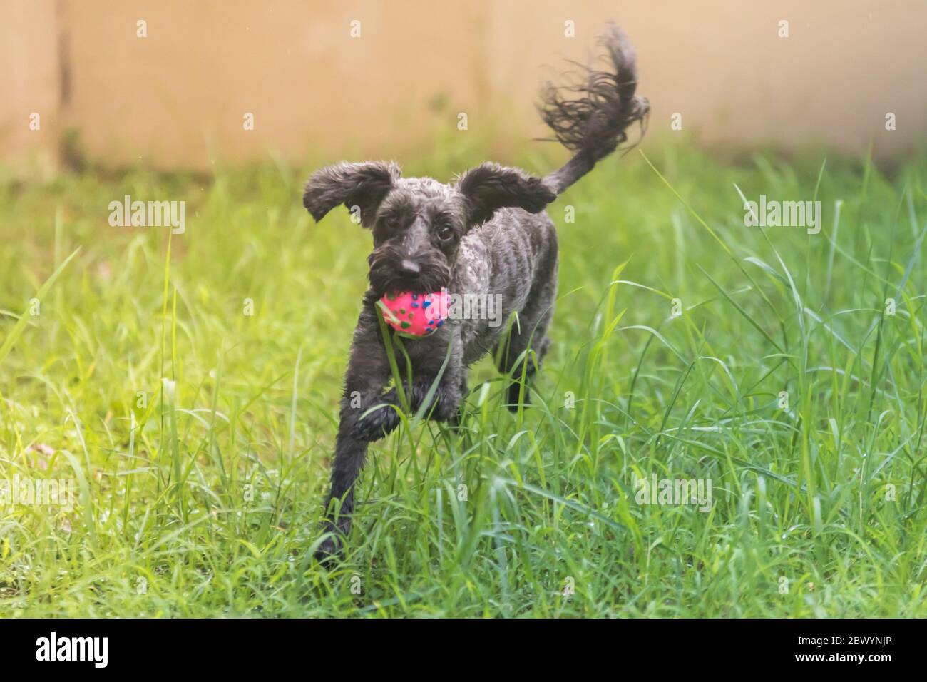 Abstract soft focus puppy playing ball for background use (image ...