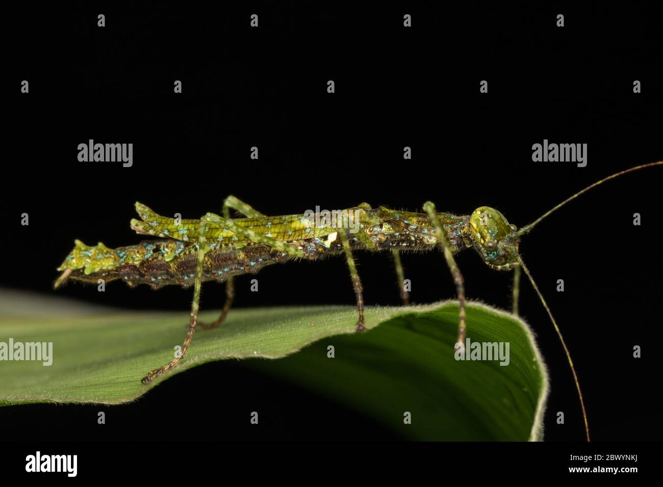 Beautiful Stick Insect of Borneo , Close-up Stick Insect of Borneo ...