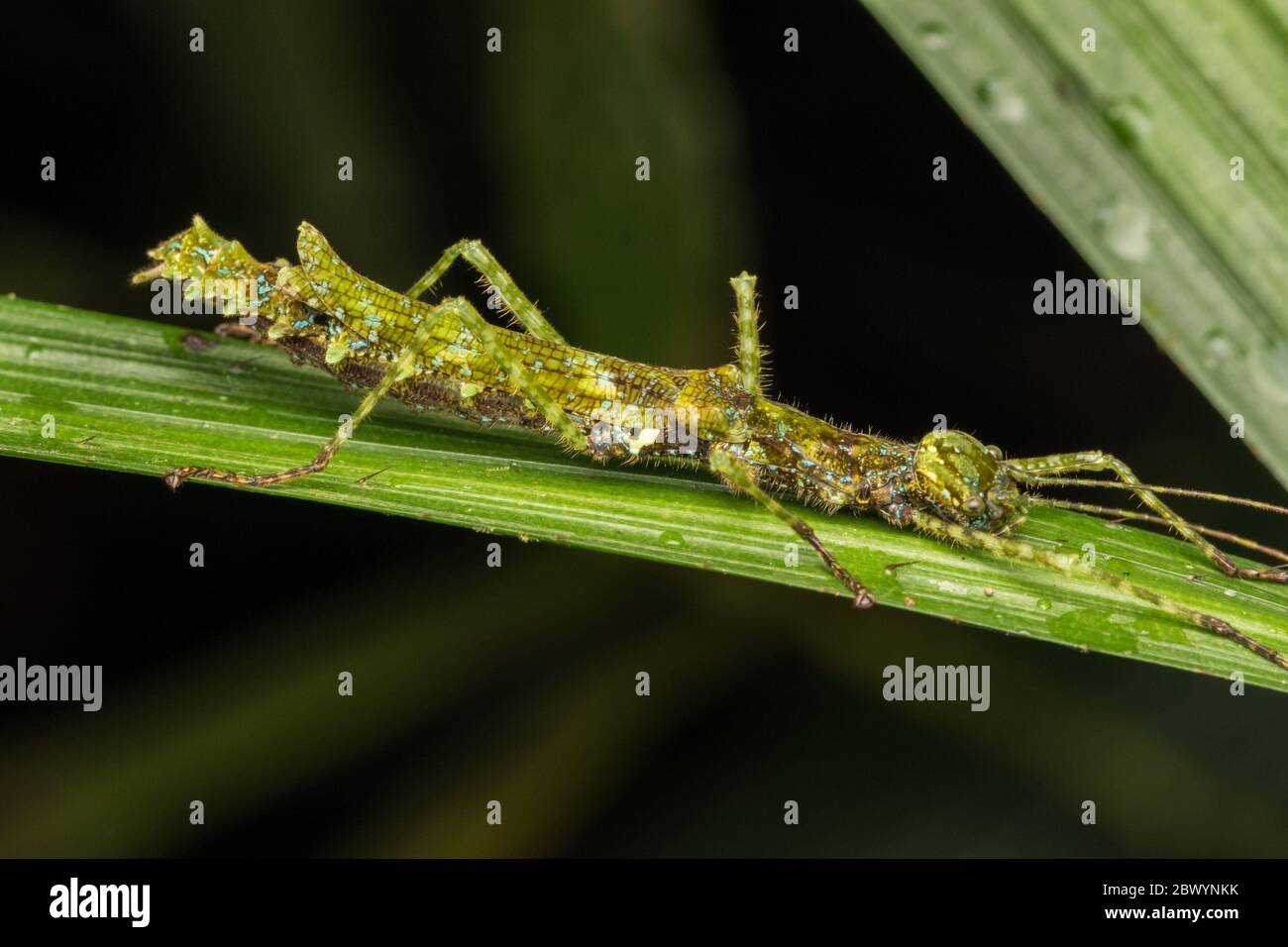 Beautiful Stick Insect of Borneo , Close-up Stick Insect of Borneo ...