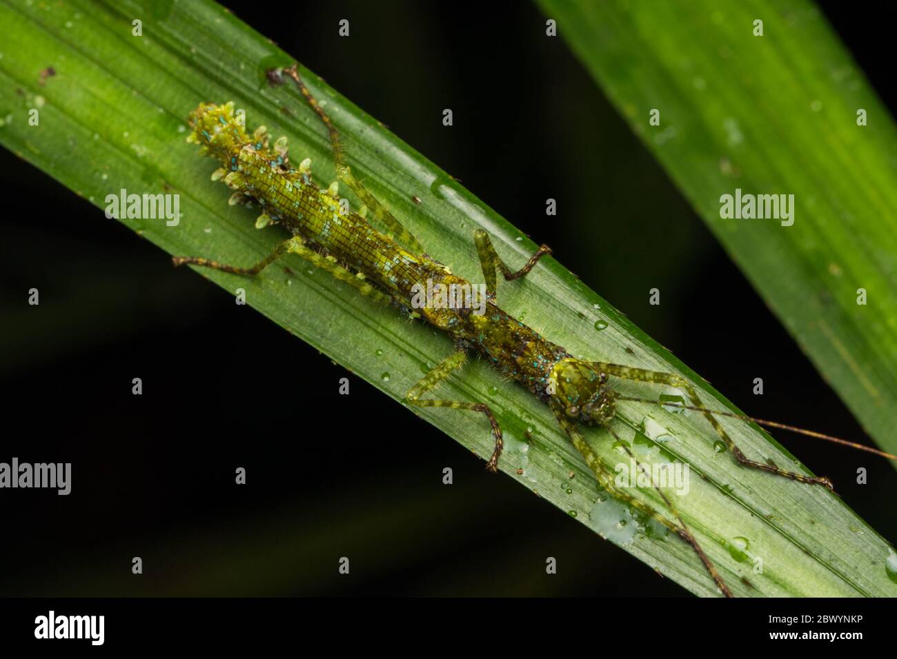Beautiful Stick Insect of Borneo , Close-up Stick Insect of Borneo ...