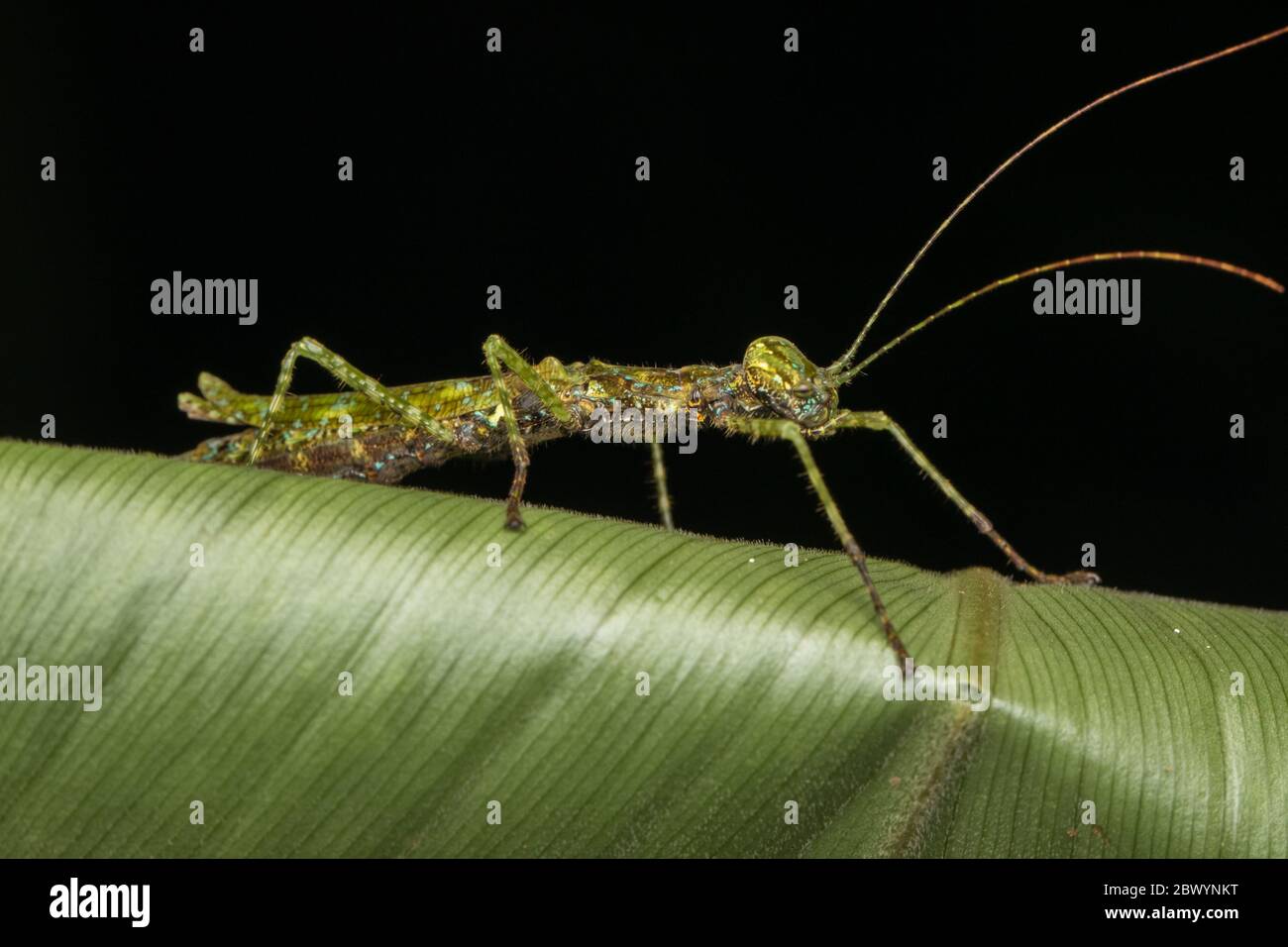 Beautiful Stick Insect of Borneo , Close-up Stick Insect of Borneo ...