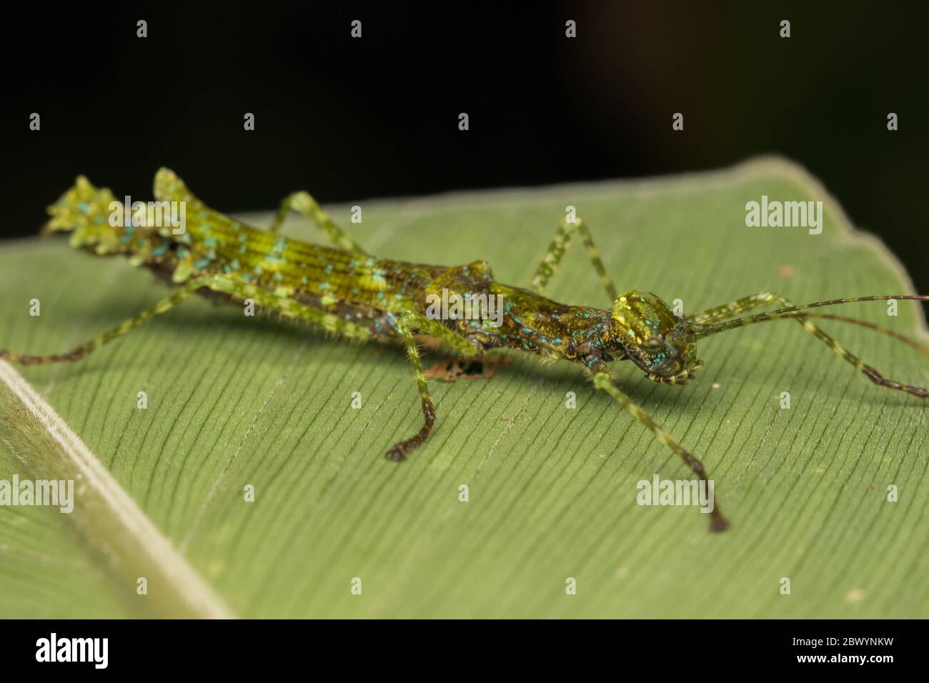 Beautiful Stick Insect of Borneo , Close-up Stick Insect of Borneo ...