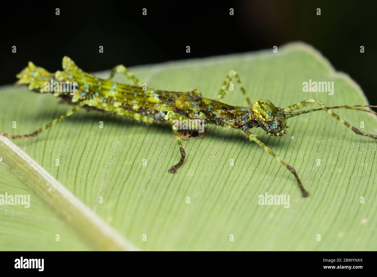 Beautiful Stick Insect of Borneo , Close-up Stick Insect of Borneo ...