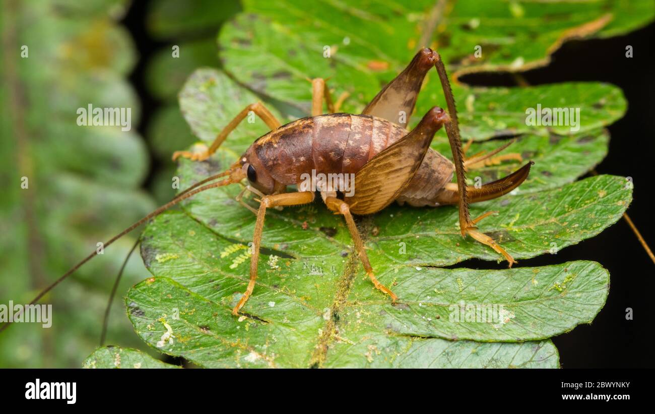 Cute katydid hi-res stock photography and images - Alamy