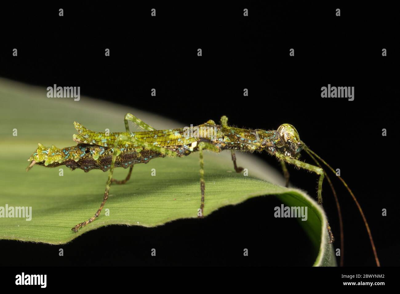 Beautiful Stick Insect of Borneo , Close-up Stick Insect of Borneo ...