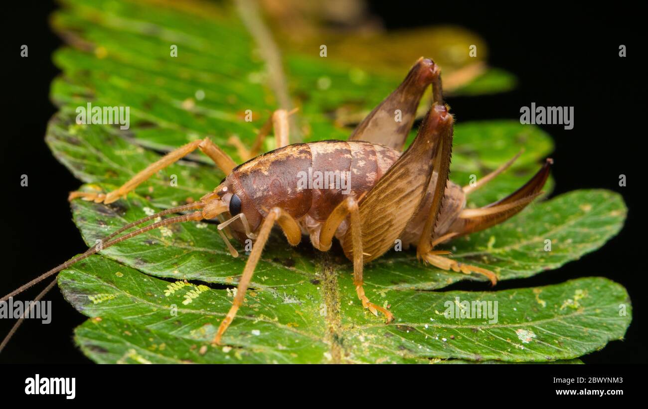 Cute katydid hi-res stock photography and images - Alamy