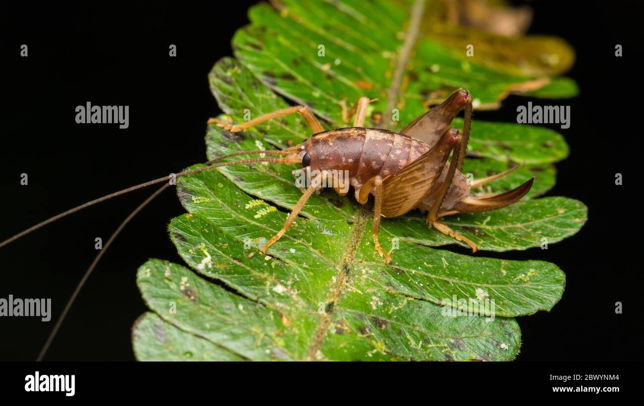 Cute katydid hi-res stock photography and images - Alamy