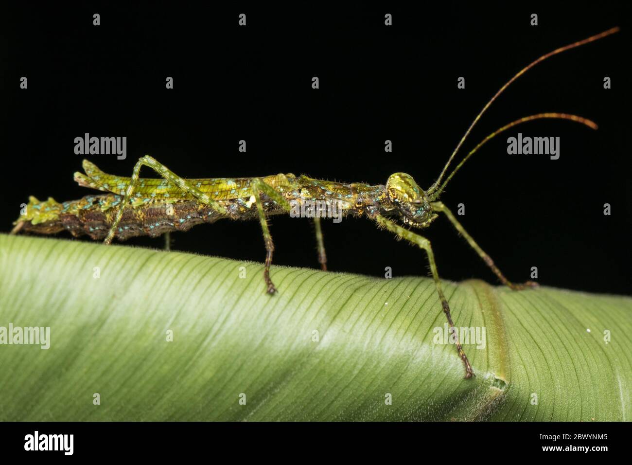 Beautiful Stick Insect of Borneo , Close-up Stick Insect of Borneo ...