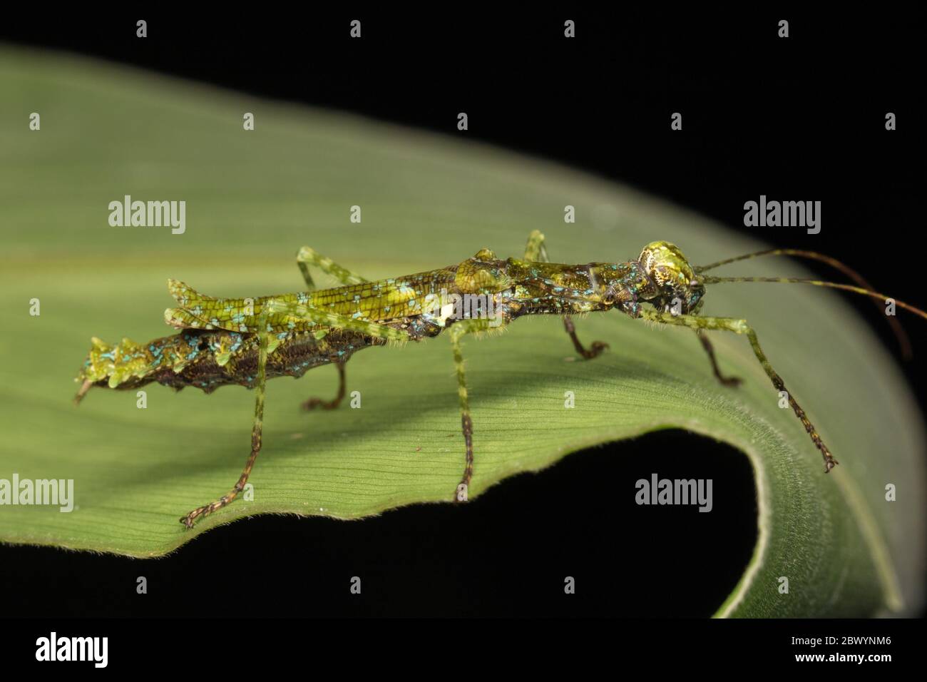 Beautiful Stick Insect of Borneo , Close-up Stick Insect of Borneo ...