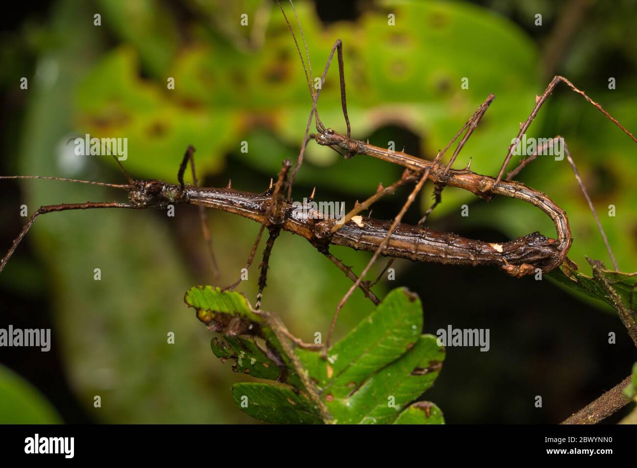 Macro Image of Maiting of Stick Insect of Borneo Island Stock Photo - Alamy