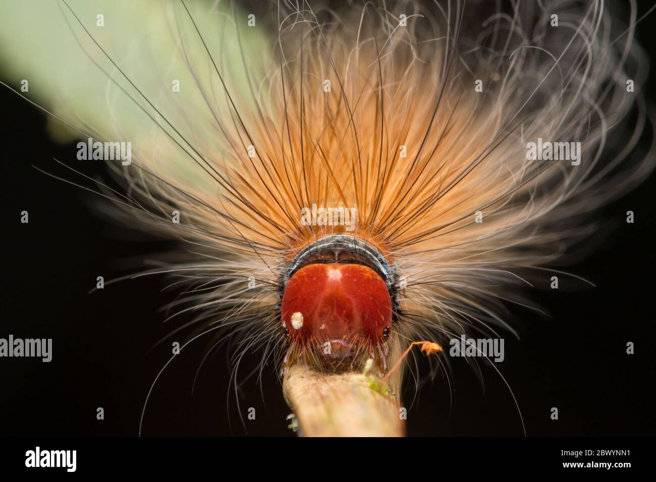 Macro image of caterpillar, Beautiful close-up of caterpillar ...