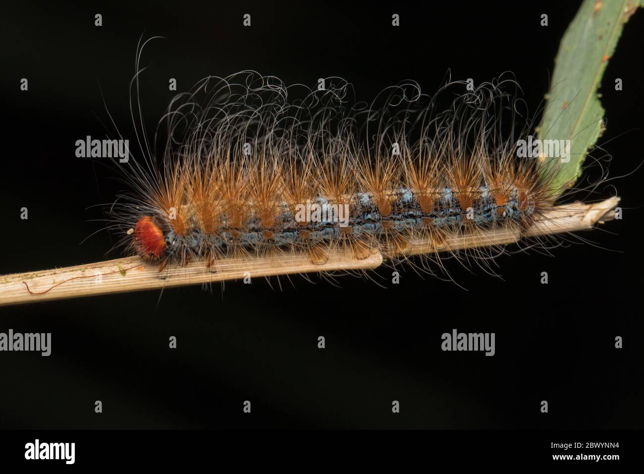 Macro image of caterpillar, Beautiful close-up of caterpillar ...