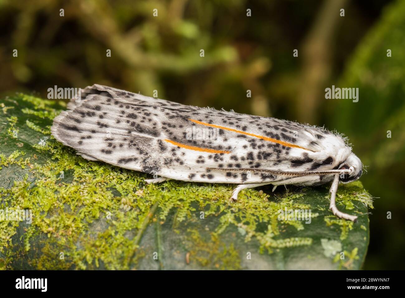 Black background emperor moth hi-res stock photography and images - Alamy