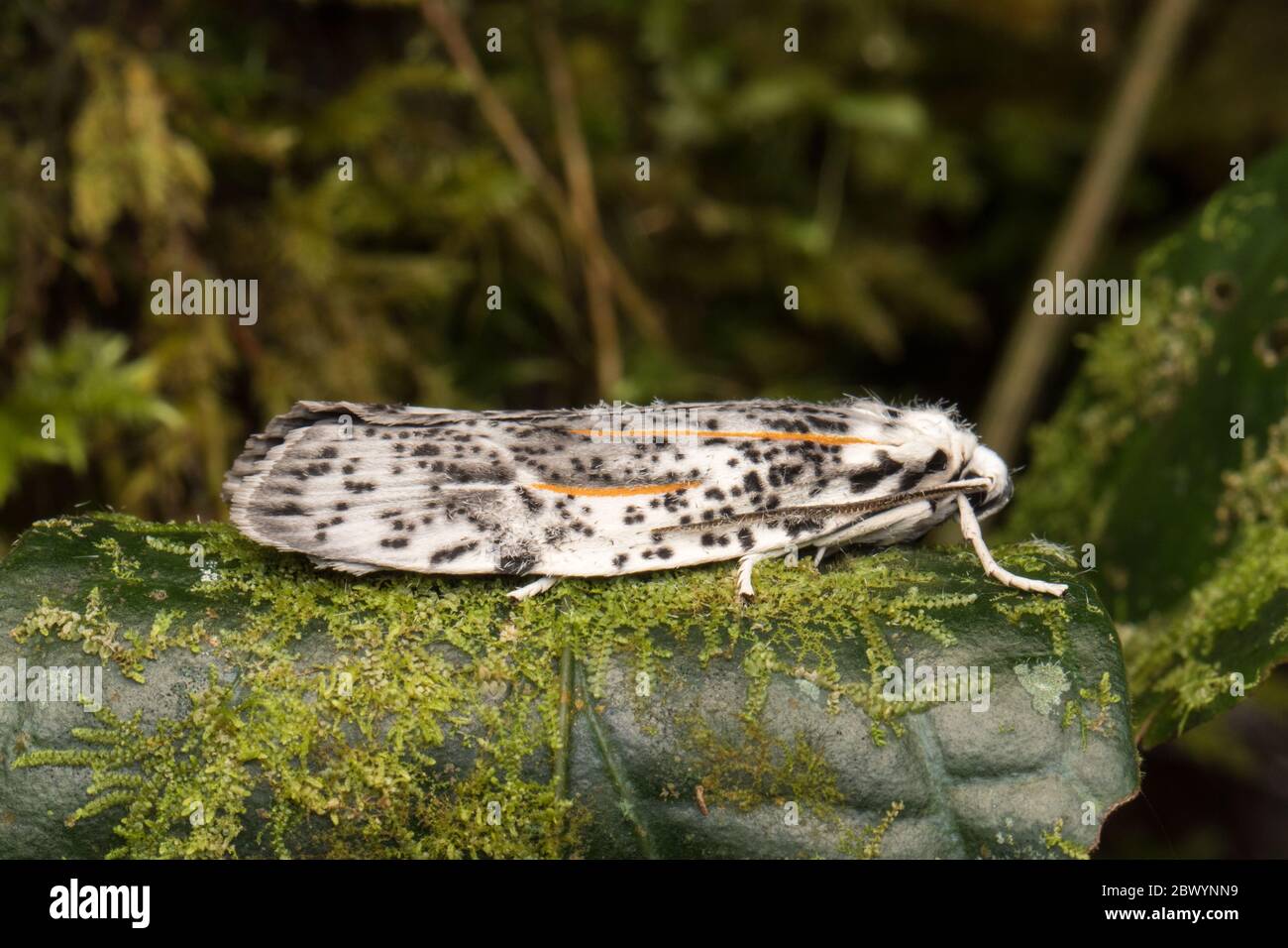 Beautiful moth in Borneo Island Stock Photo - Alamy