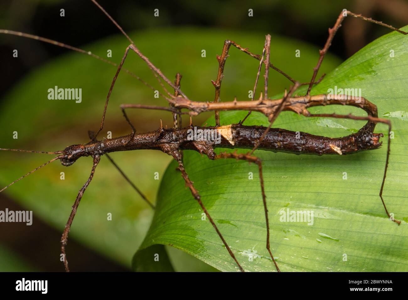 Macro Image of Maiting of Stick Insect of Borneo Island Stock Photo - Alamy