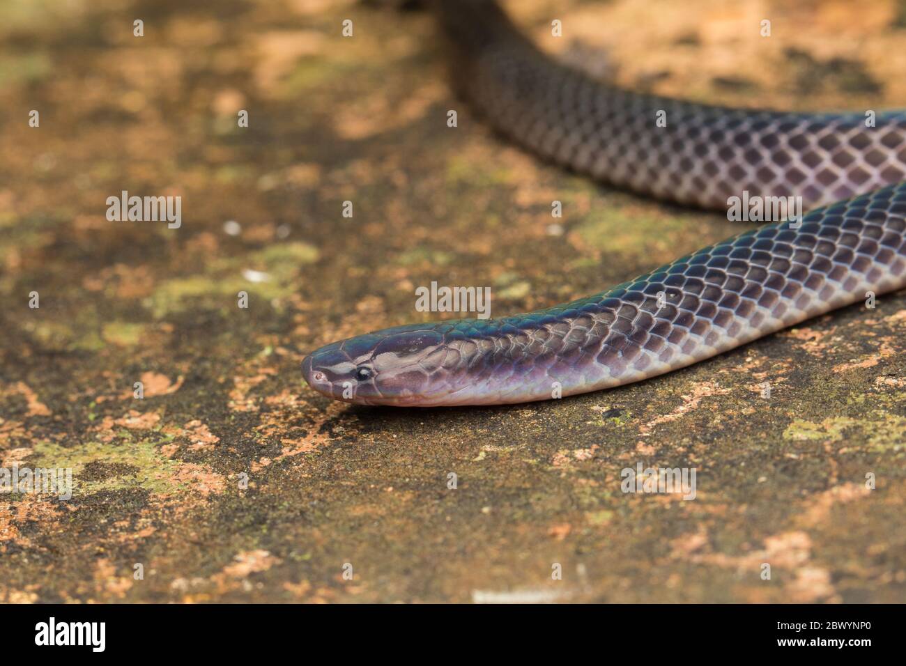 Detail Image of shiny Schmidt's Reed Snake from Borneo , Beautiful ...