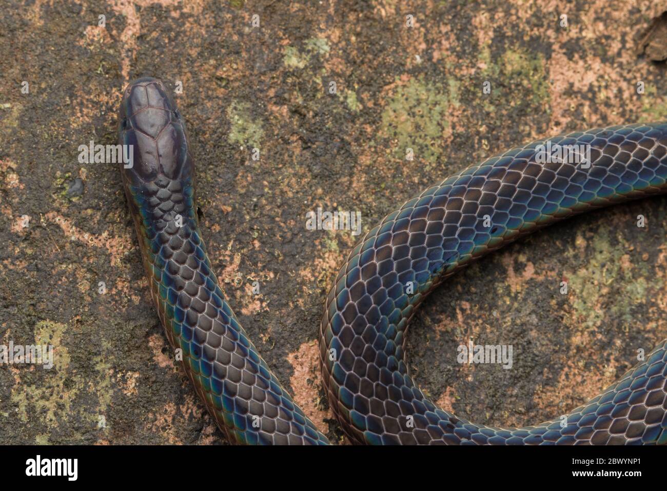 Detail Image of shiny Schmidt's Reed Snake from Borneo , Beautiful ...