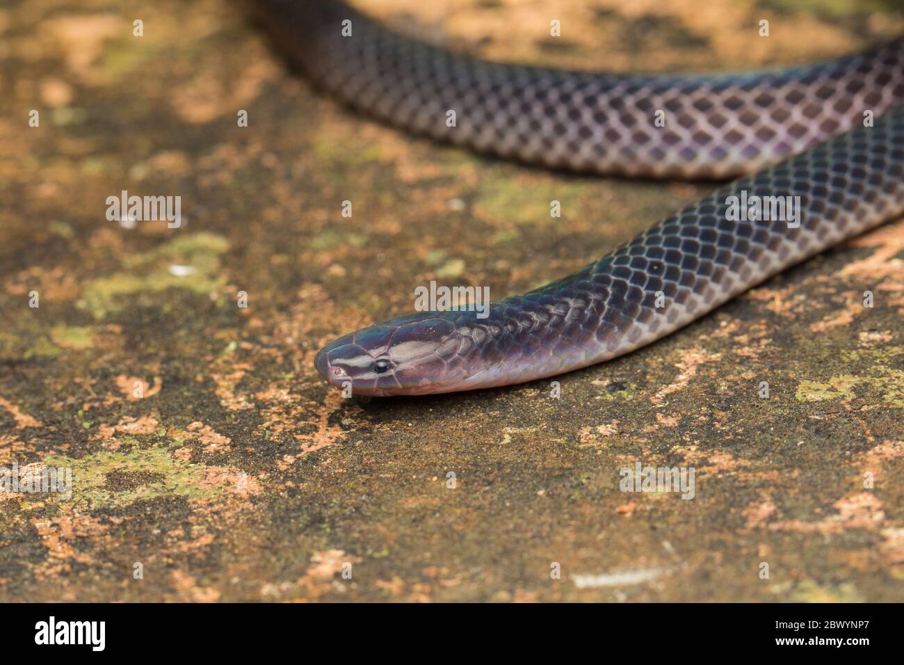 Detail Image of shiny Schmidt's Reed Snake from Borneo , Beautiful ...