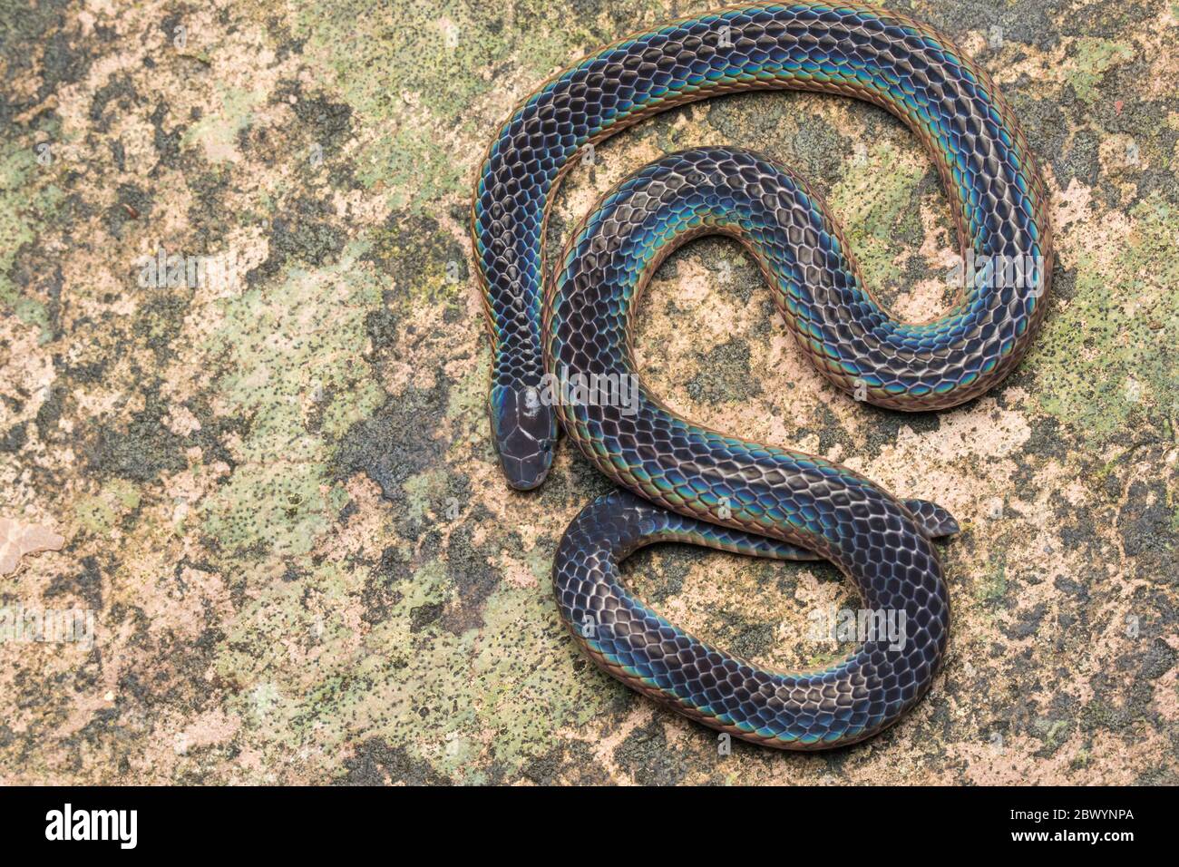 Snake scale closeup rainbow hi-res stock photography and images - Alamy