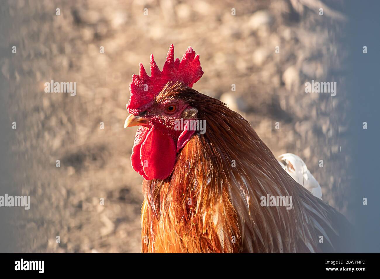 red female chicken foraging in farm yard in summer months Stock Photo ...