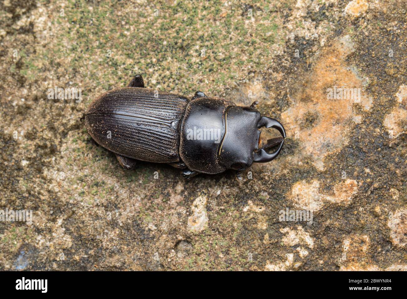 Top view of detail image of a stag beetle Stock Photo - Alamy
