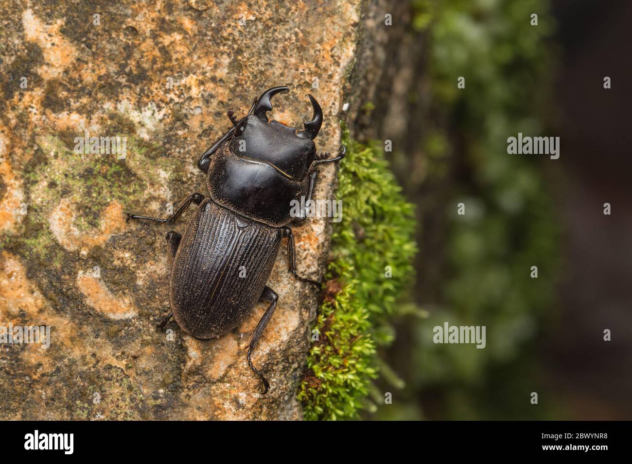 Top view of detail image of a stag beetle Stock Photo - Alamy