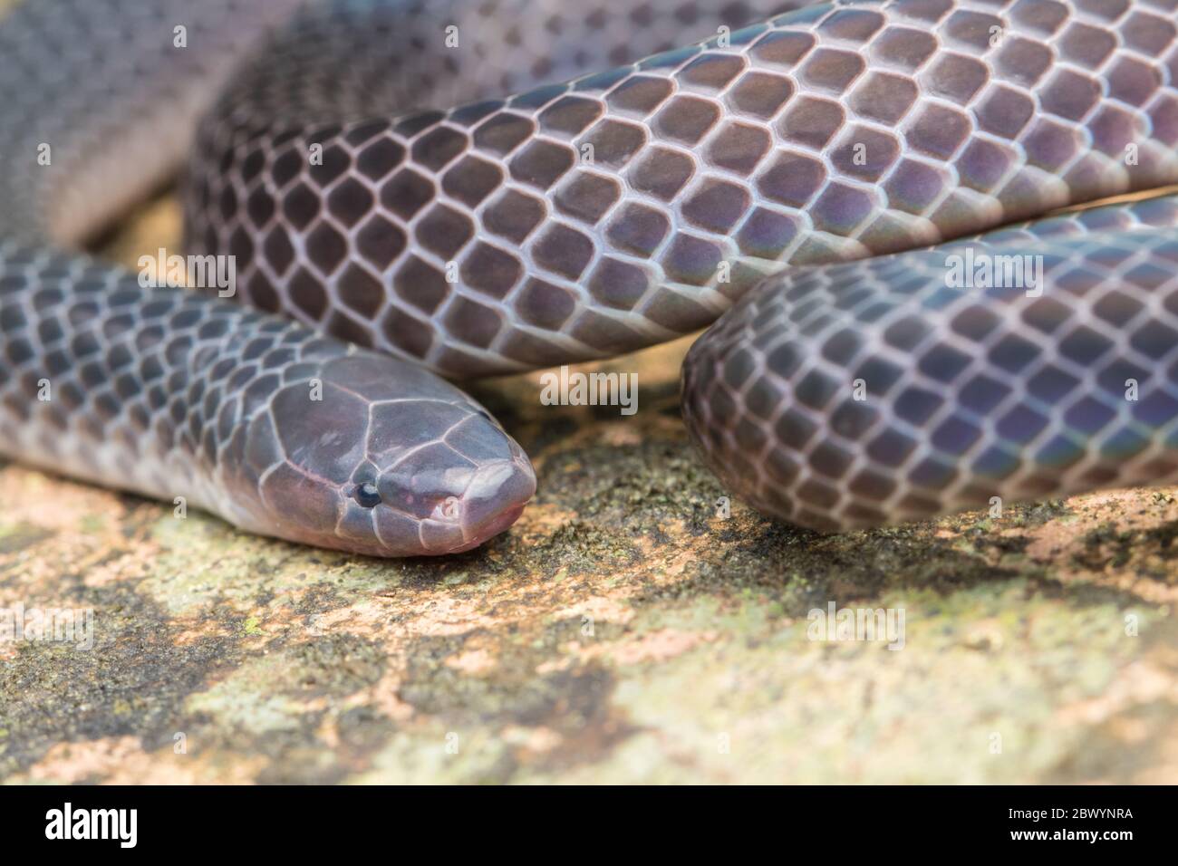 Detail Image of shiny Schmidt's Reed Snake from Borneo , Beautiful ...