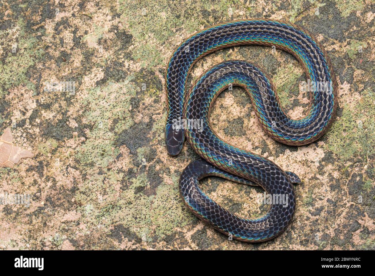 Detail Image of shiny Schmidt's Reed Snake from Borneo , Beautiful ...