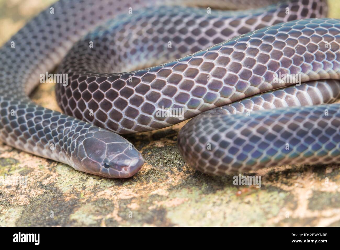 Snake scale closeup rainbow hi-res stock photography and images - Alamy