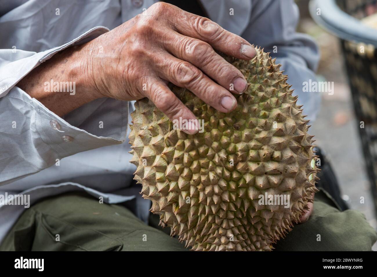 old man hand with knife open the king of fruit "DURIAN", Durian is a ...