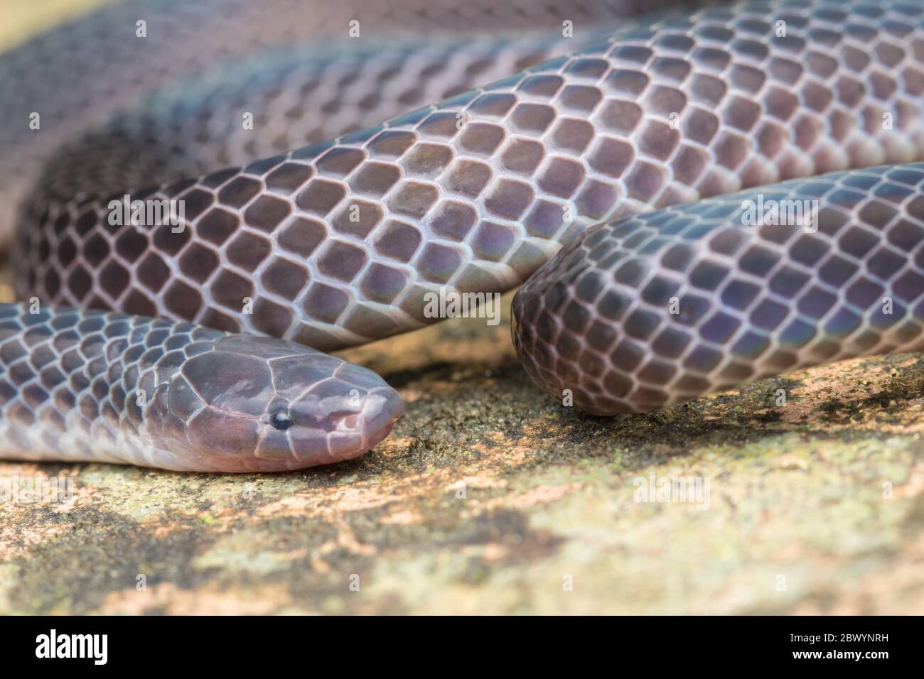 Detail Image of shiny Schmidt's Reed Snake from Borneo , Beautiful ...