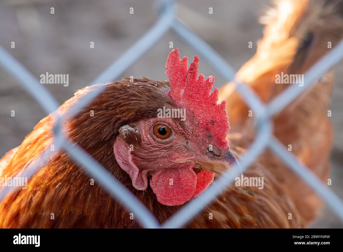 red female chicken foraging in farm yard in summer months Stock Photo ...
