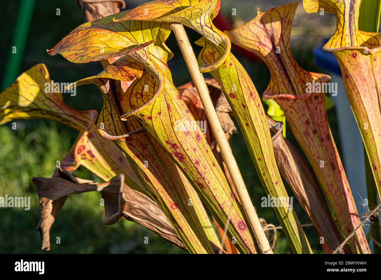 Orange and green spotted carnivorous pitcher plants in the afternoon ...