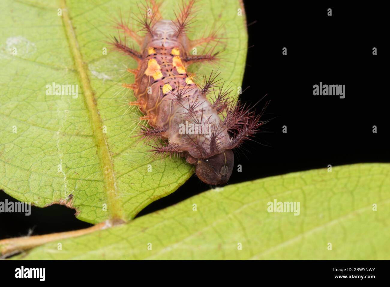 Macro image of caterpillar, Beautiful close-up of caterpillar ...
