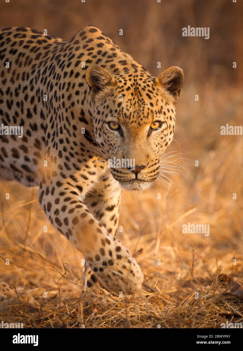 Adult male Leopard alert and stalking head on in Kruger Park South ...