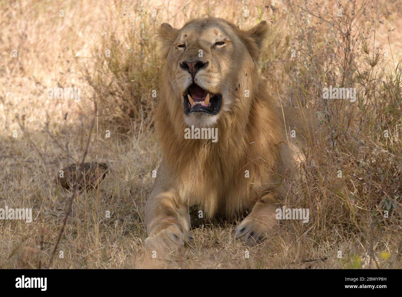 Laying under a tree hi-res stock photography and images - Alamy